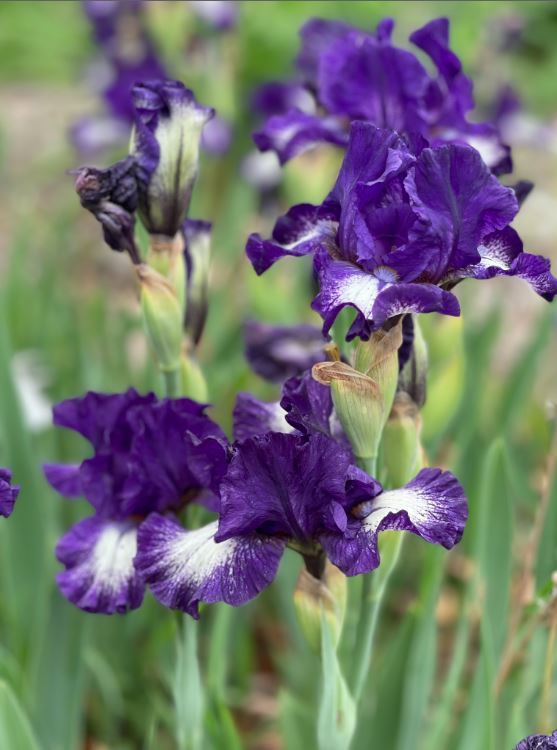 Region 9 American Iris Society's Annual Iris Sale | Springfield Park ...